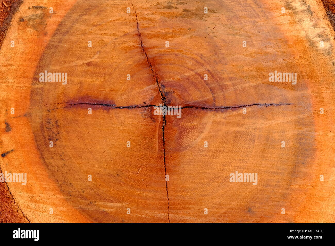 Close up Core Tree of Cut Tree Trunk Background Stock Photo - Alamy