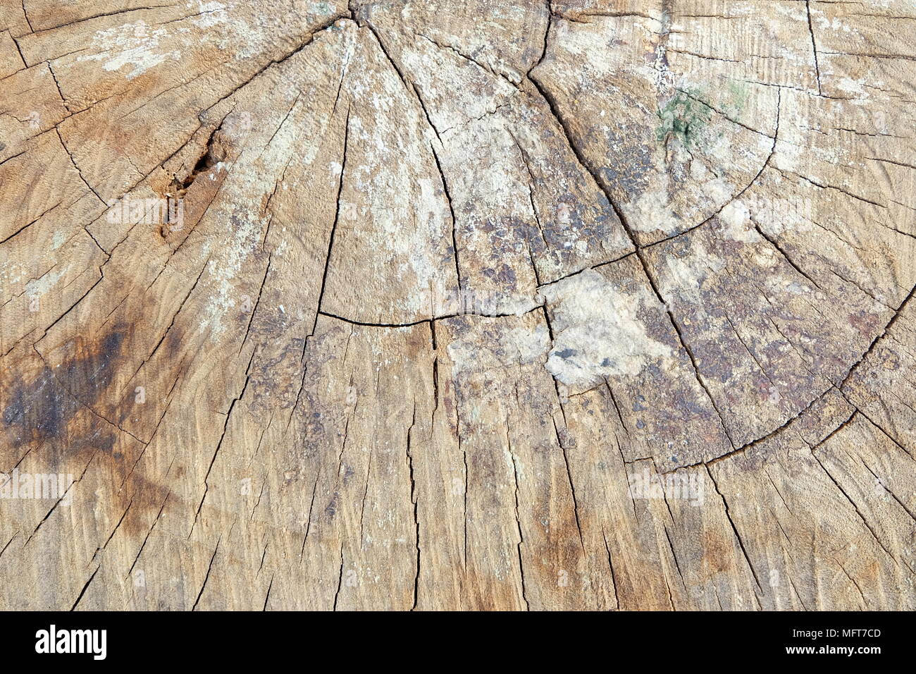Close up Core Tree of Cut Tree Trunk Background Stock Photo - Alamy