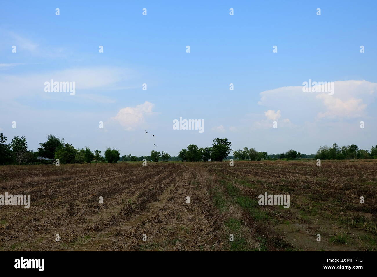 Scenery of Dried Field Stock Photo - Alamy