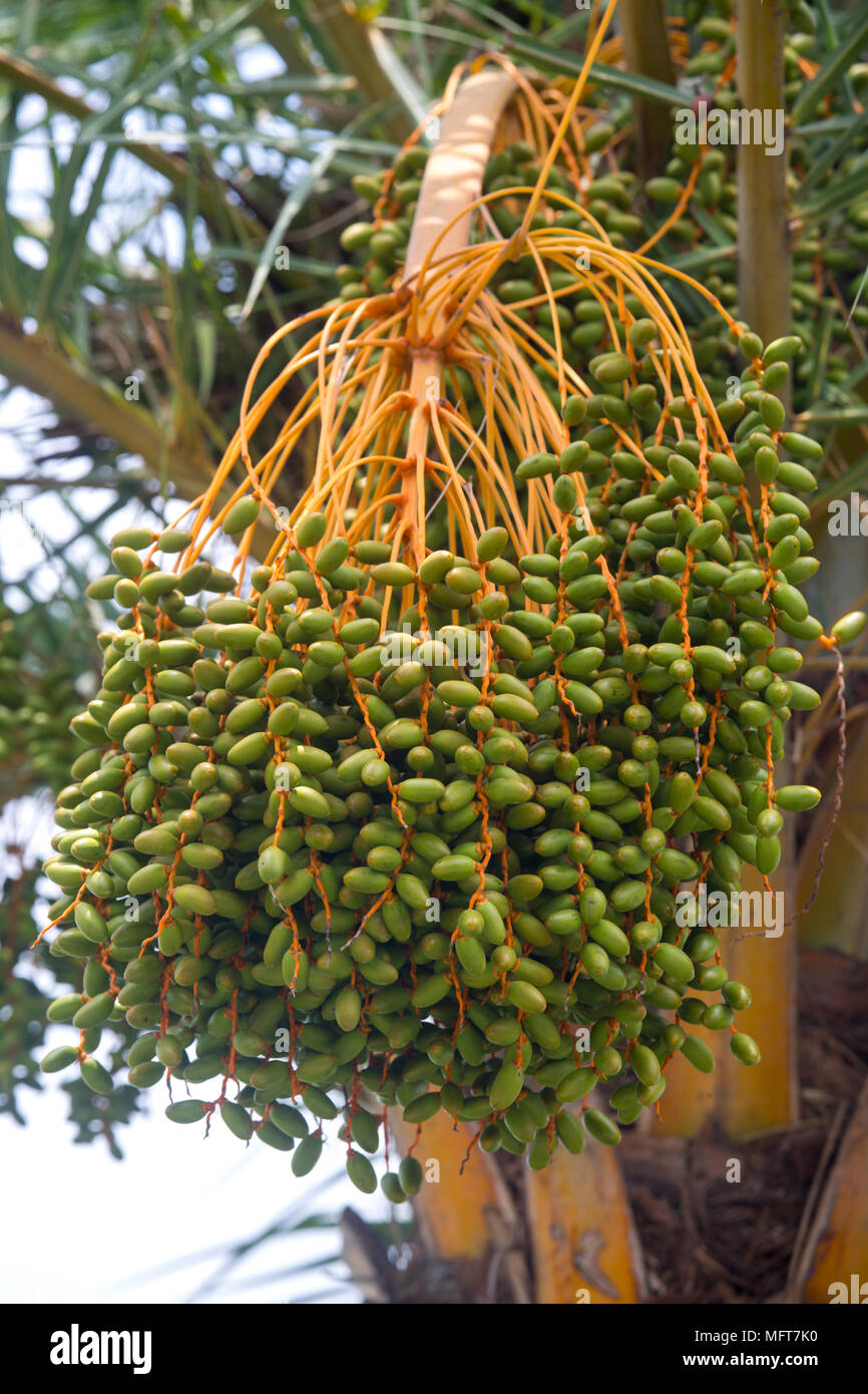 Unripe Date Palm fruit Stock Photo - Alamy