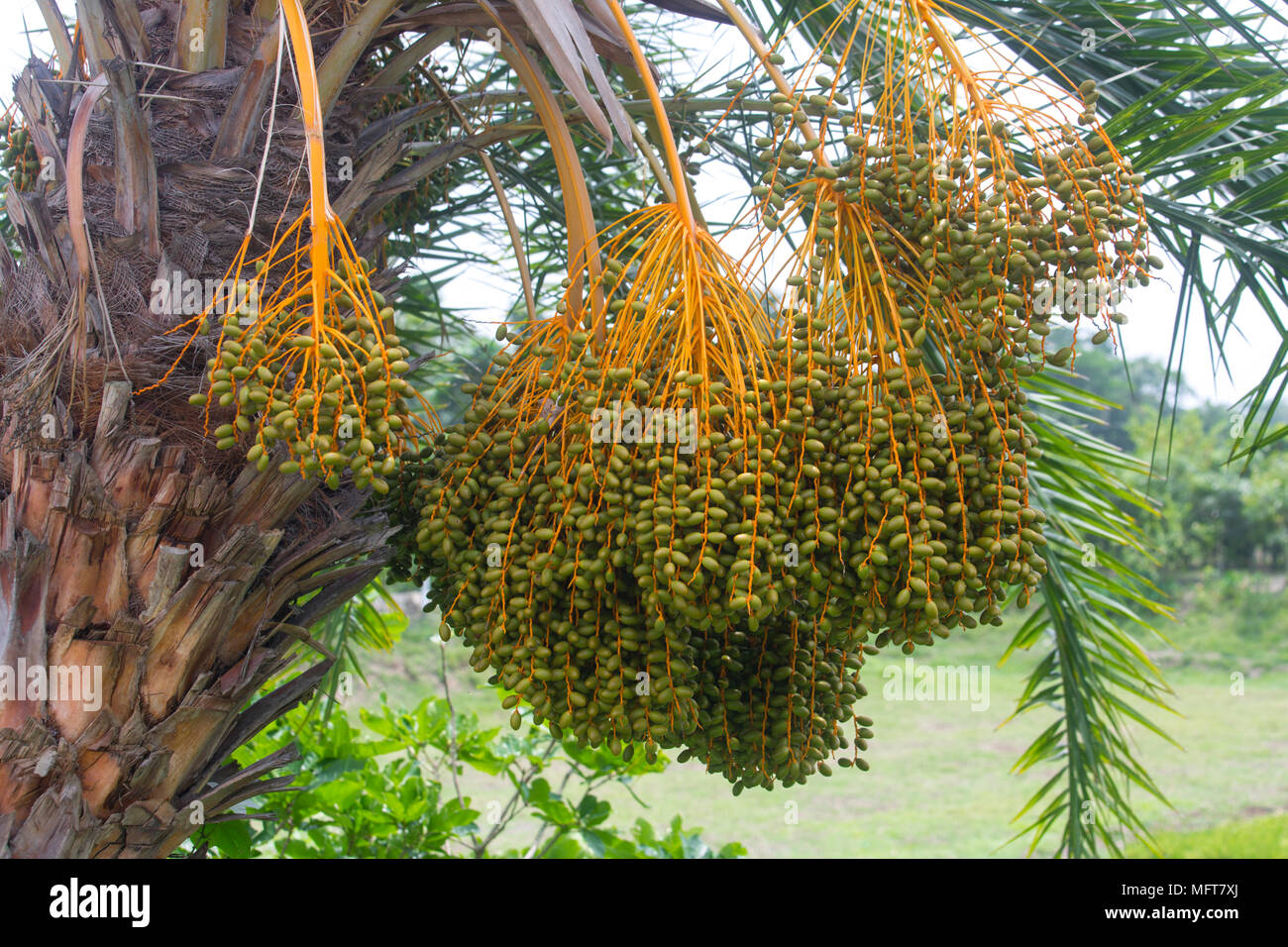 Unripe Date Palm fruit Stock Photo - Alamy