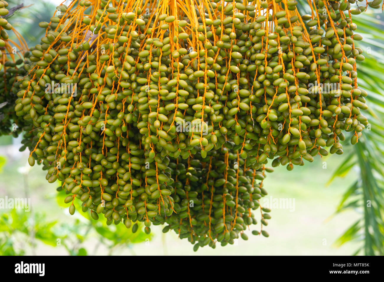 Unripe Date Palm fruit Stock Photo - Alamy