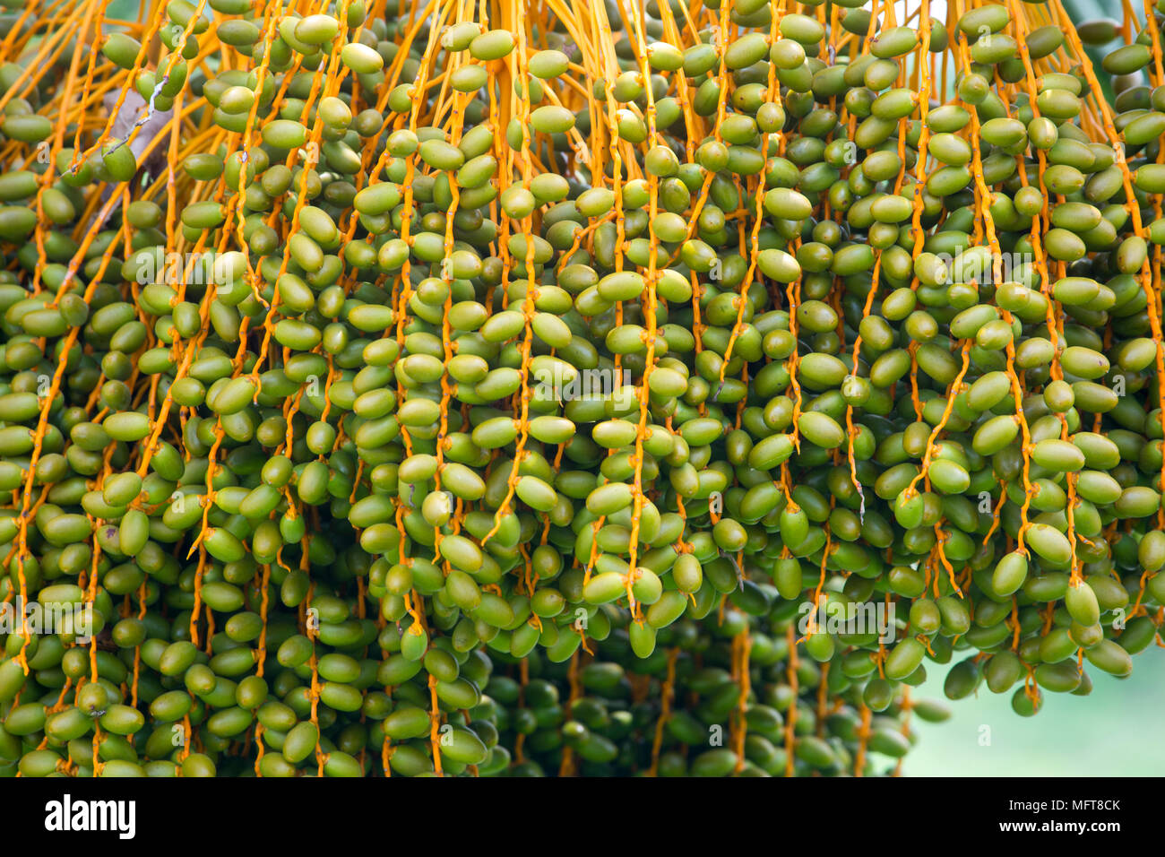 Unripe Date Palm fruit Stock Photo - Alamy