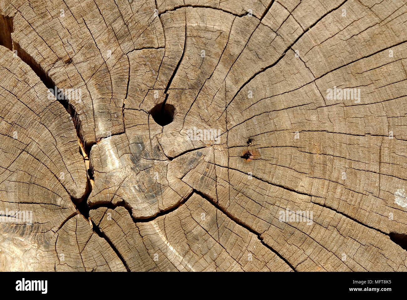 Cross section beech tree trunk hi-res stock photography and images - Alamy