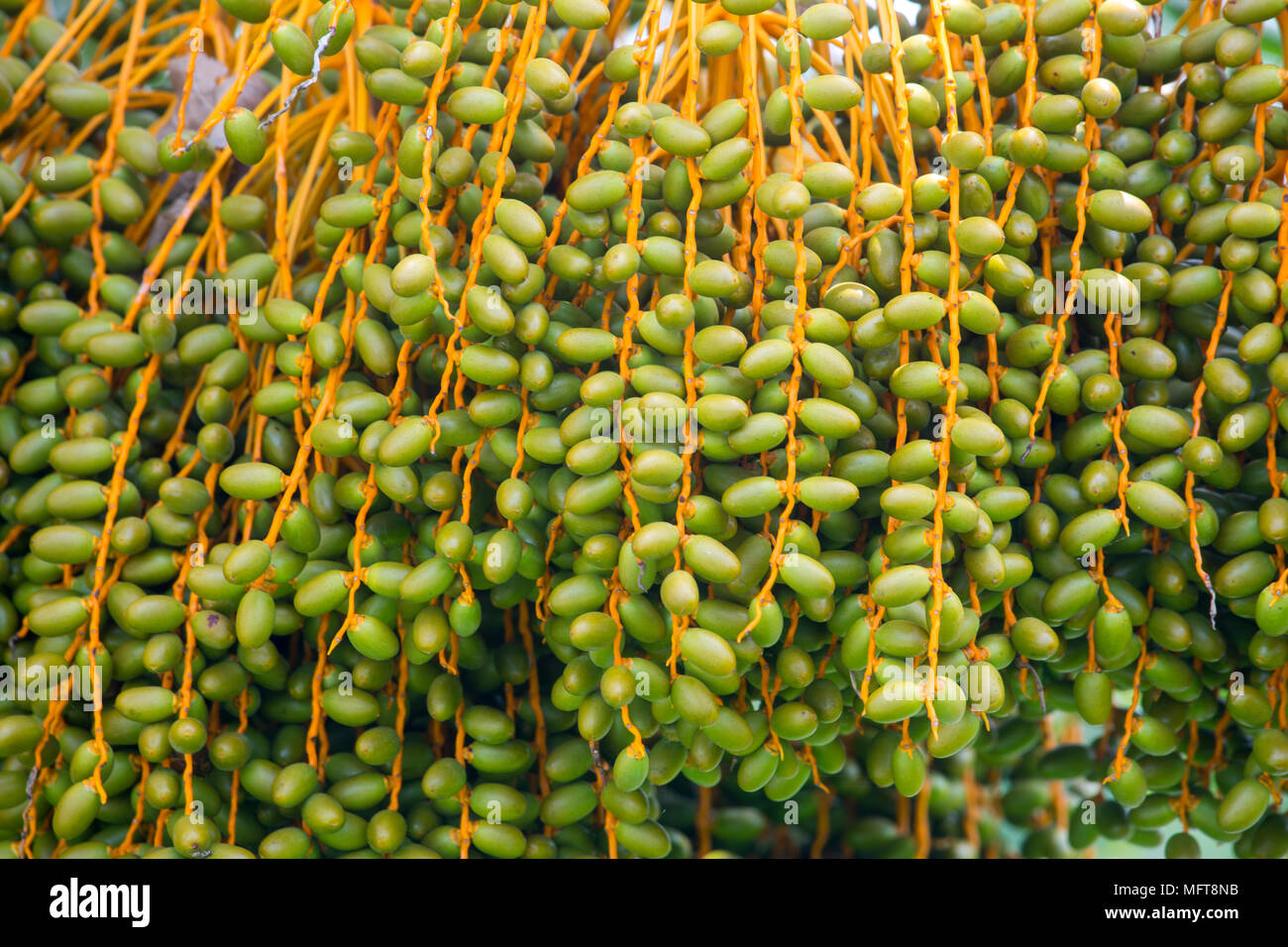 Unripe Date Palm fruit Stock Photo - Alamy