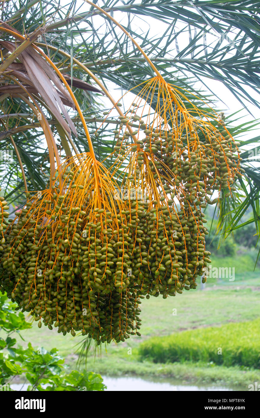 Brightly coloured dates hi-res stock photography and images - Alamy