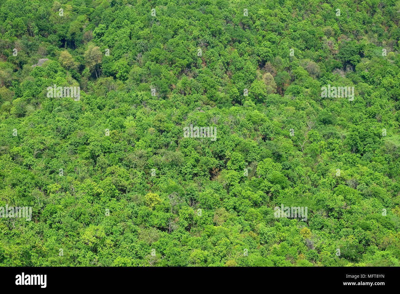 Top View of Green Forest Background Stock Photo - Alamy