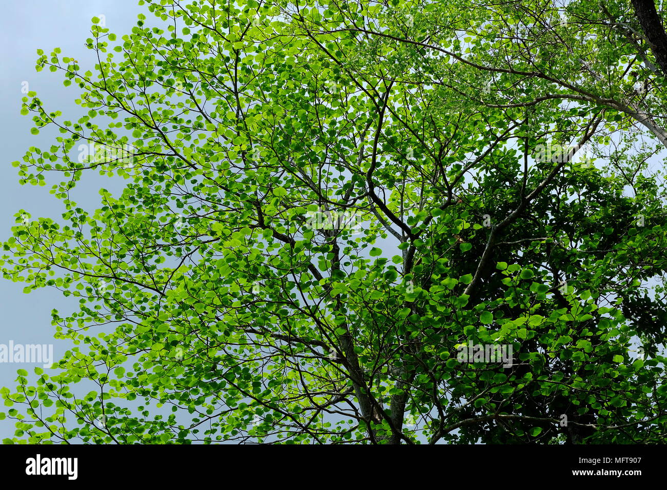 Green Leaves Tree Background Stock Photo - Alamy