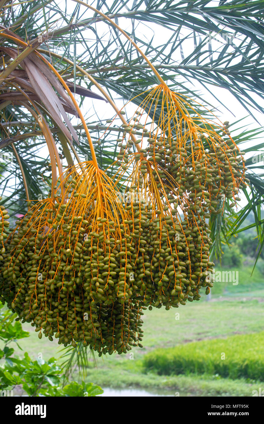Unripe Date Palm fruit Stock Photo - Alamy
