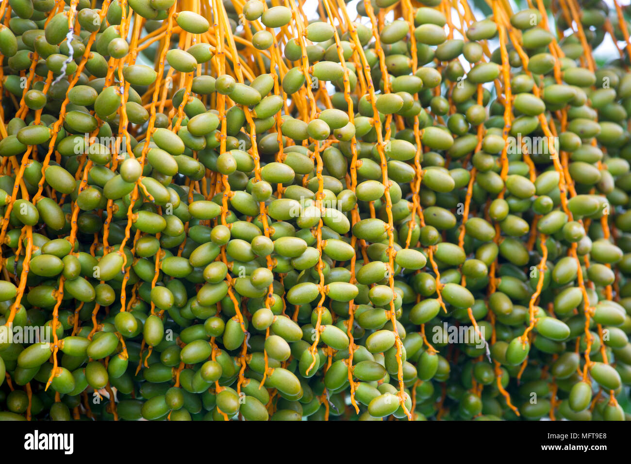 Unripe Date Palm fruit Stock Photo - Alamy