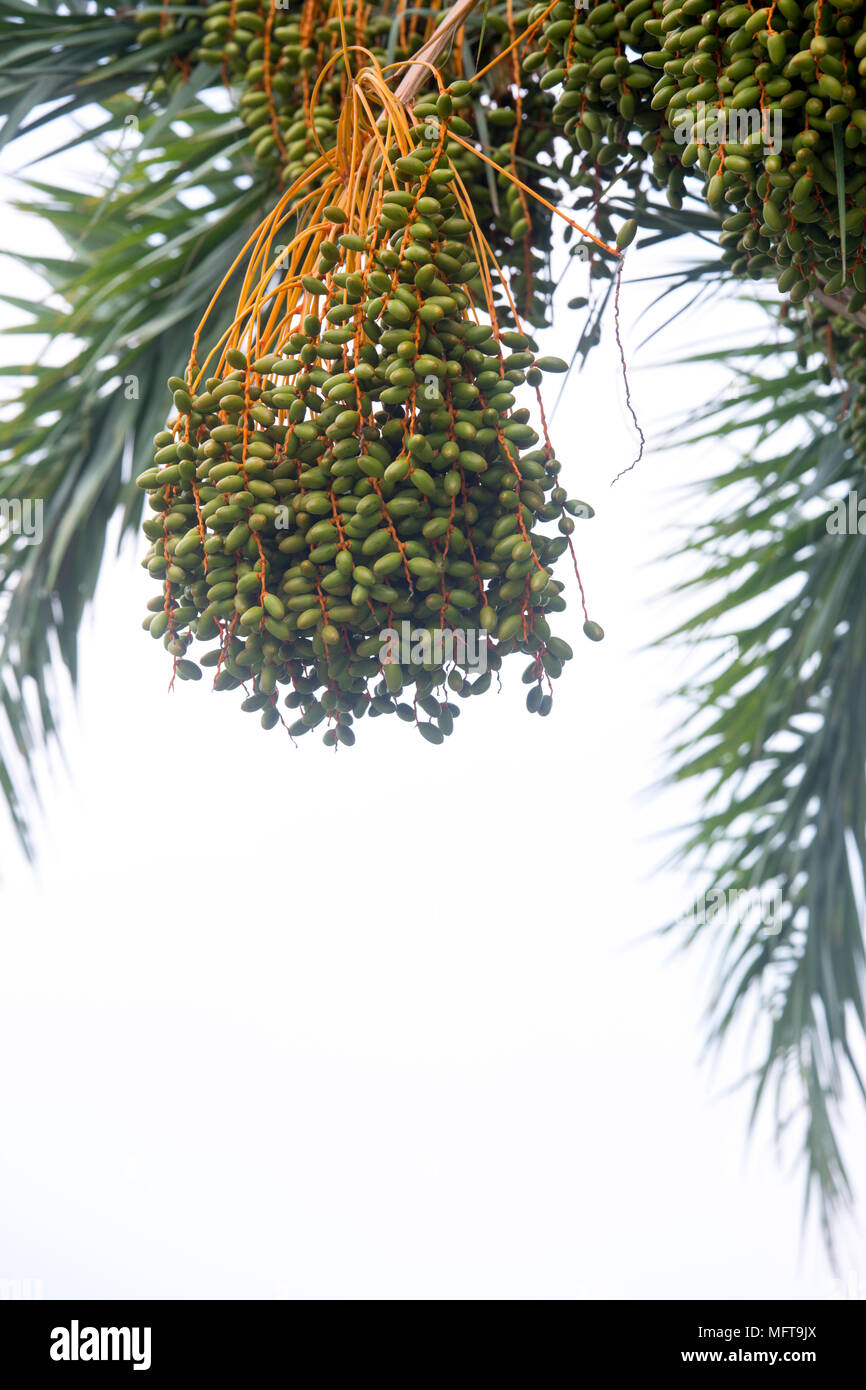 Unripe Date Palm fruit Stock Photo - Alamy
