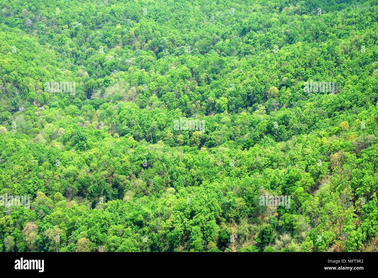 Top View of Green Forest Background Stock Photo - Alamy