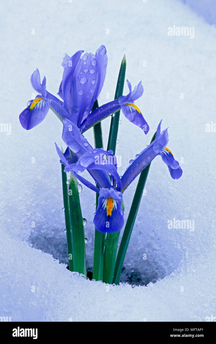 Grsb0001030000 hi-res stock photography and images - Alamy