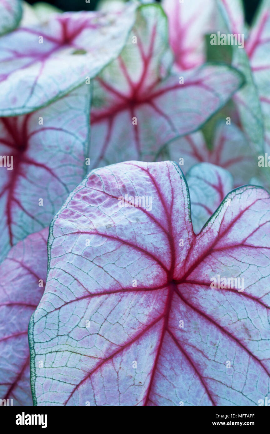 Vein complex hi-res stock photography and images - Alamy