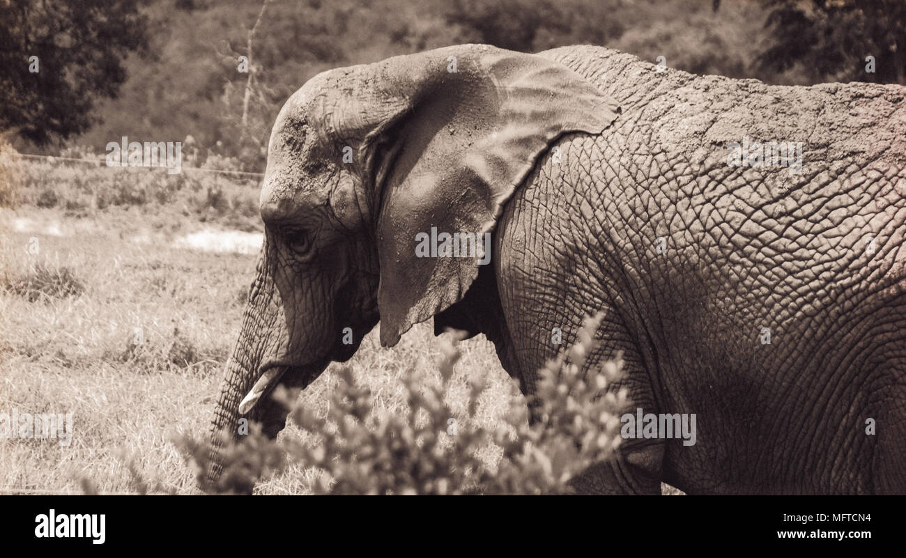 Photograph of an elephant in the field Stock Photo - Alamy
