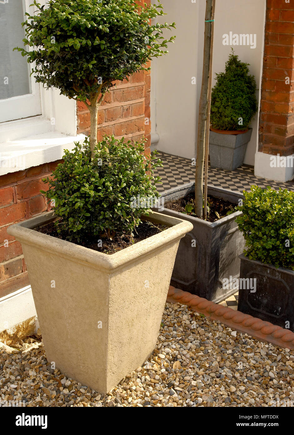 Clipped tree in pot Stock Photo - Alamy