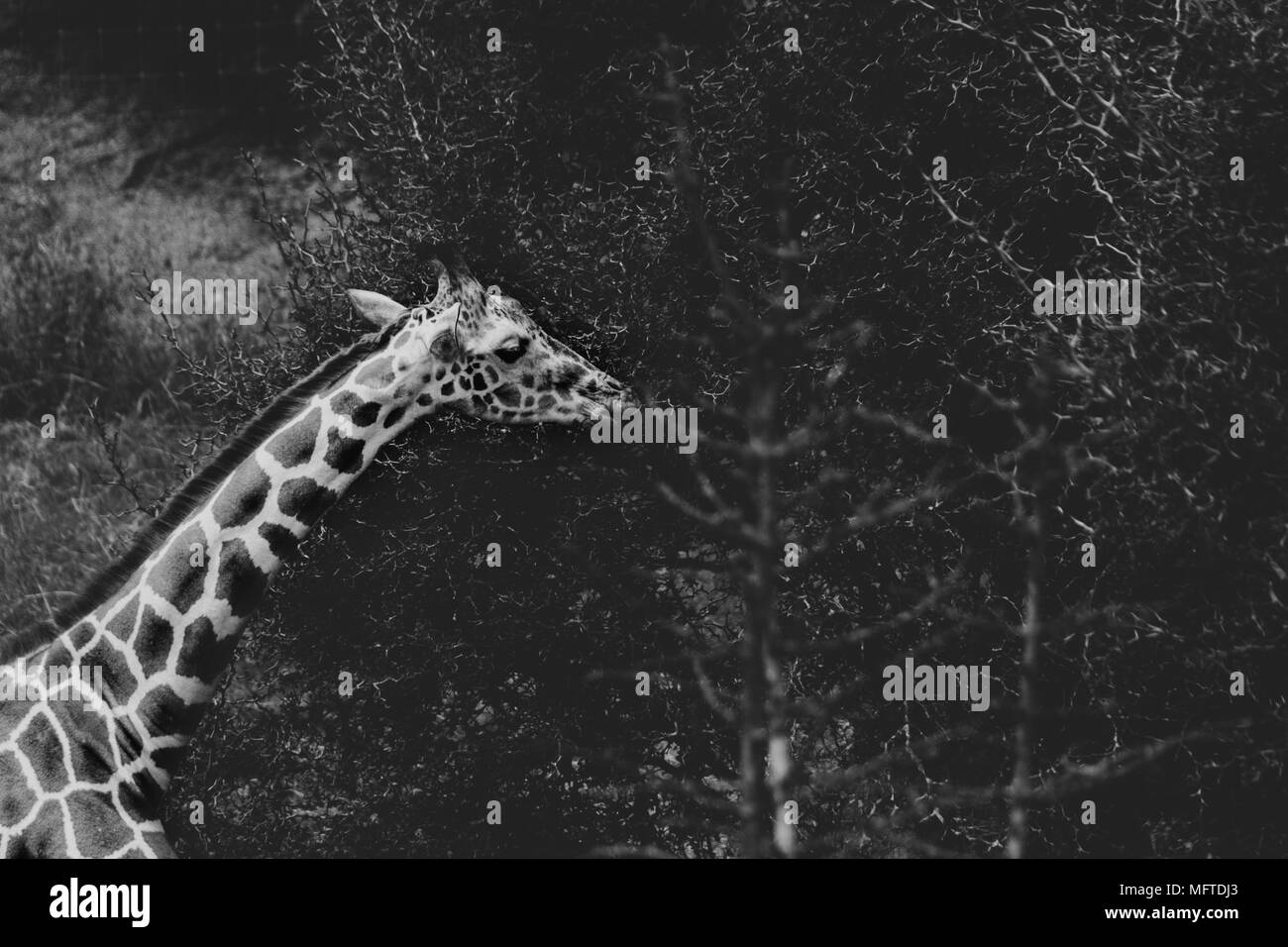 Photograph of a portrait of a jiraffe in the field Stock Photo - Alamy