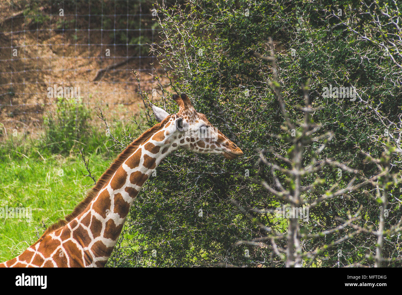 Jiraffe hi-res stock photography and images - Alamy