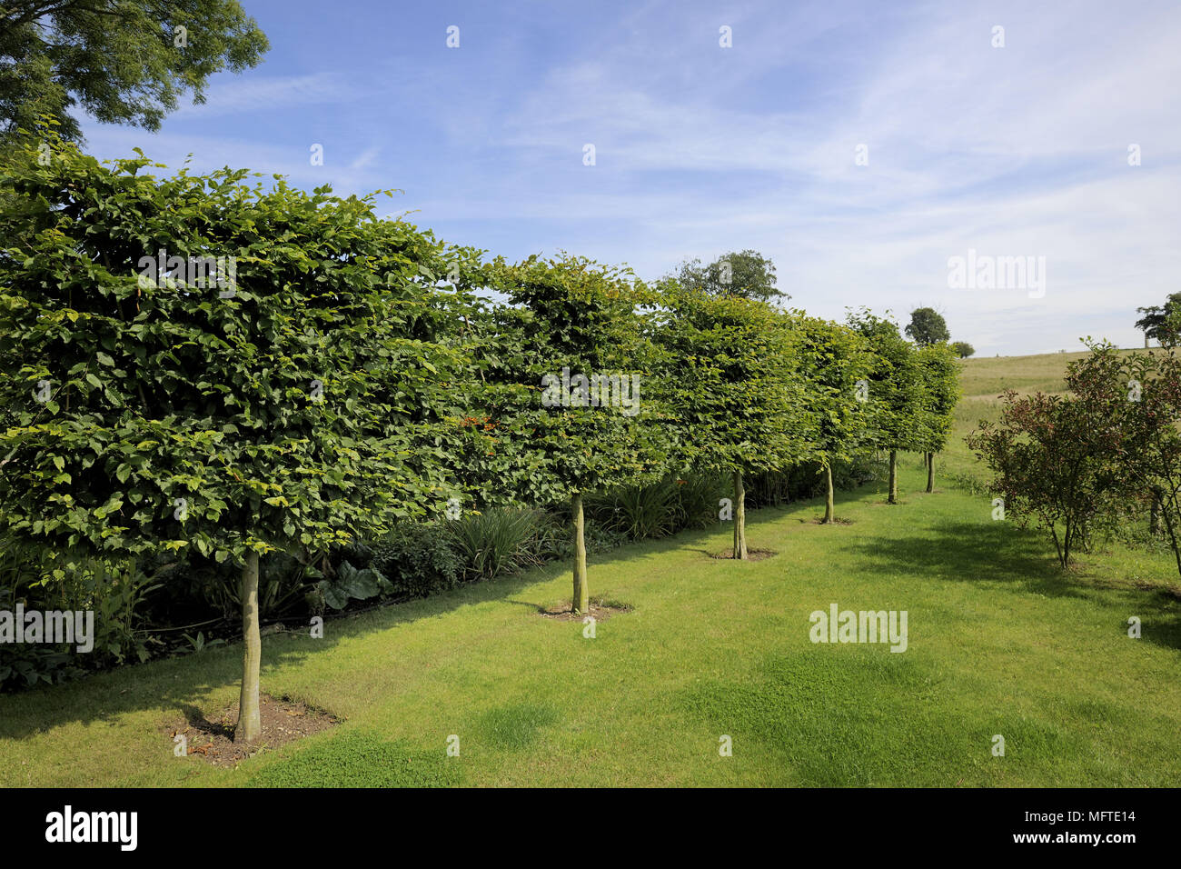 Tree hedge in garden Stock Photo - Alamy