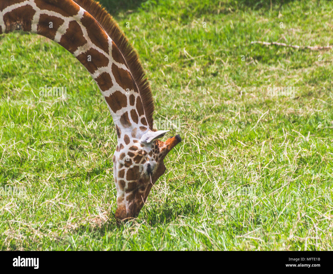 Jiraffe hi-res stock photography and images - Alamy