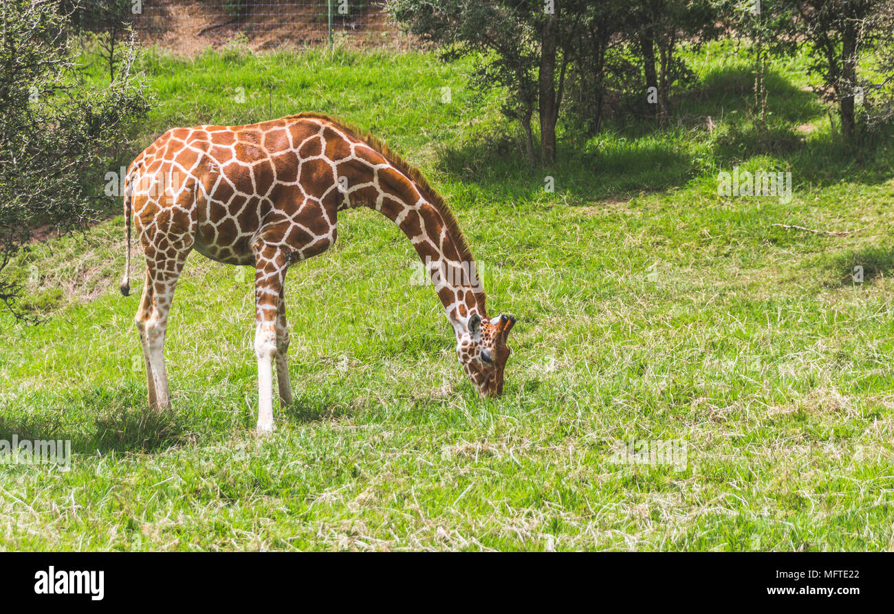 Jiraffe hi-res stock photography and images - Alamy
