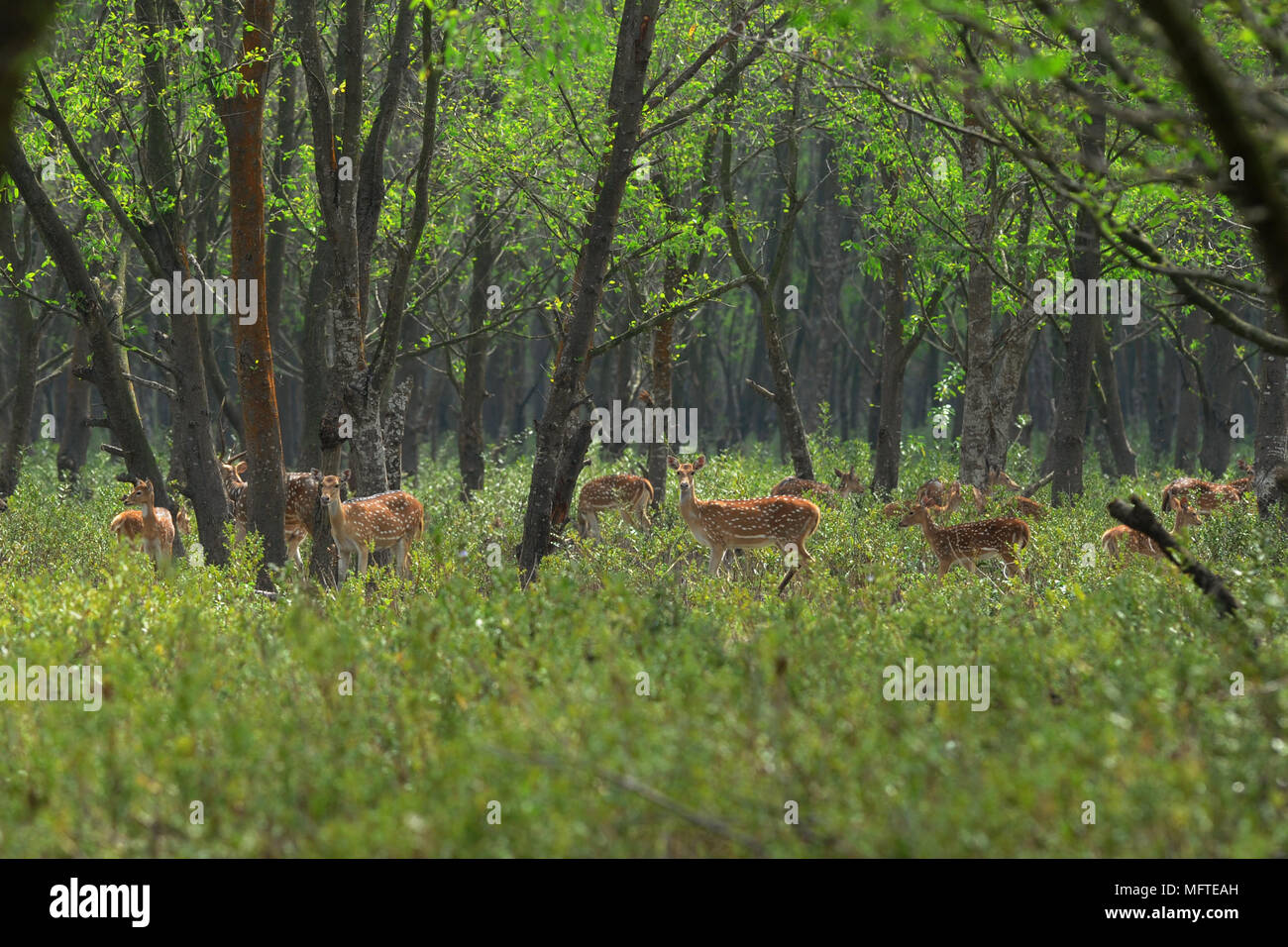 Nijhum Dwip Bangladesh High Resolution Stock Photography and Images - Alamy
