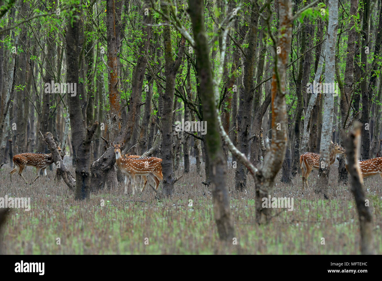 Noakhali, Bangladesh - May 22, 2012: The beautiful Spotted Deer on the ...
