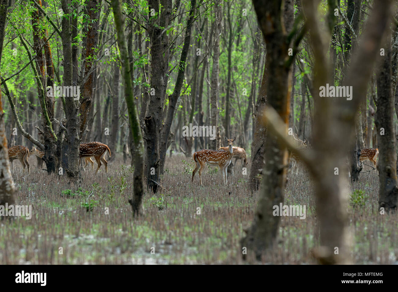 Nijhum Dwip Bangladesh High Resolution Stock Photography and Images - Alamy