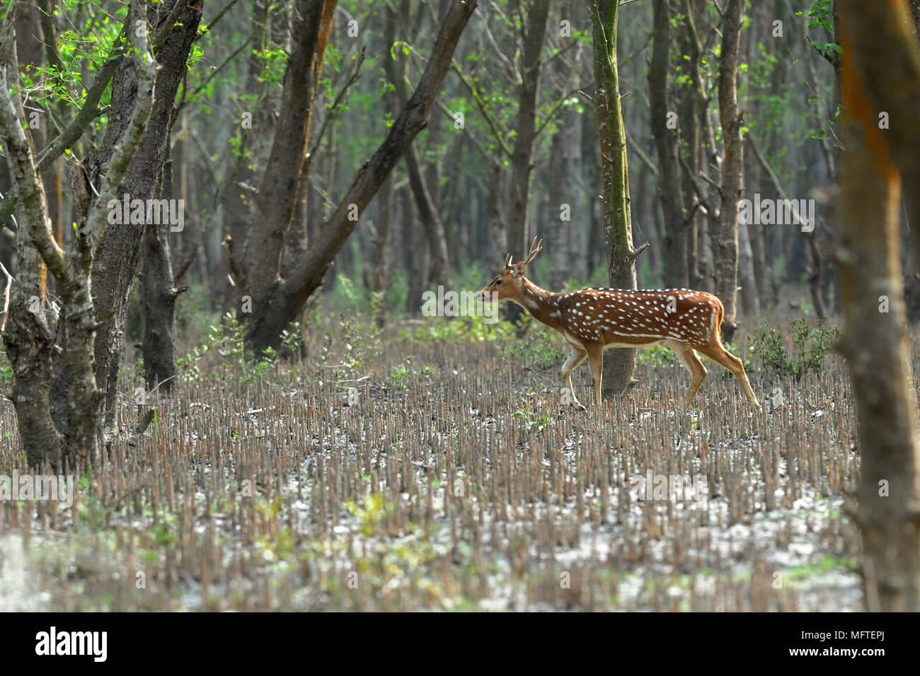 Nijhum Dwip Bangladesh High Resolution Stock Photography and Images - Alamy