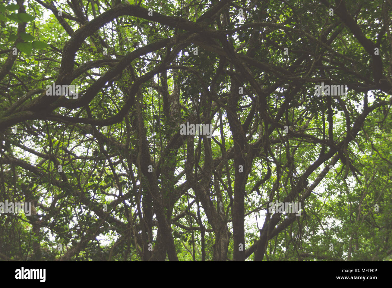 photograph of many interlaced trees in a wooded area Stock Photo - Alamy