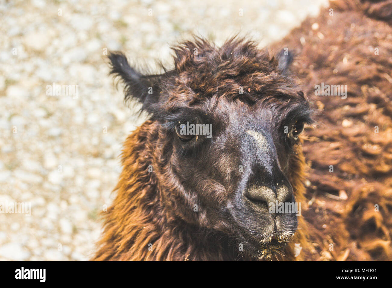 Lama photograph hi-res stock photography and images - Alamy