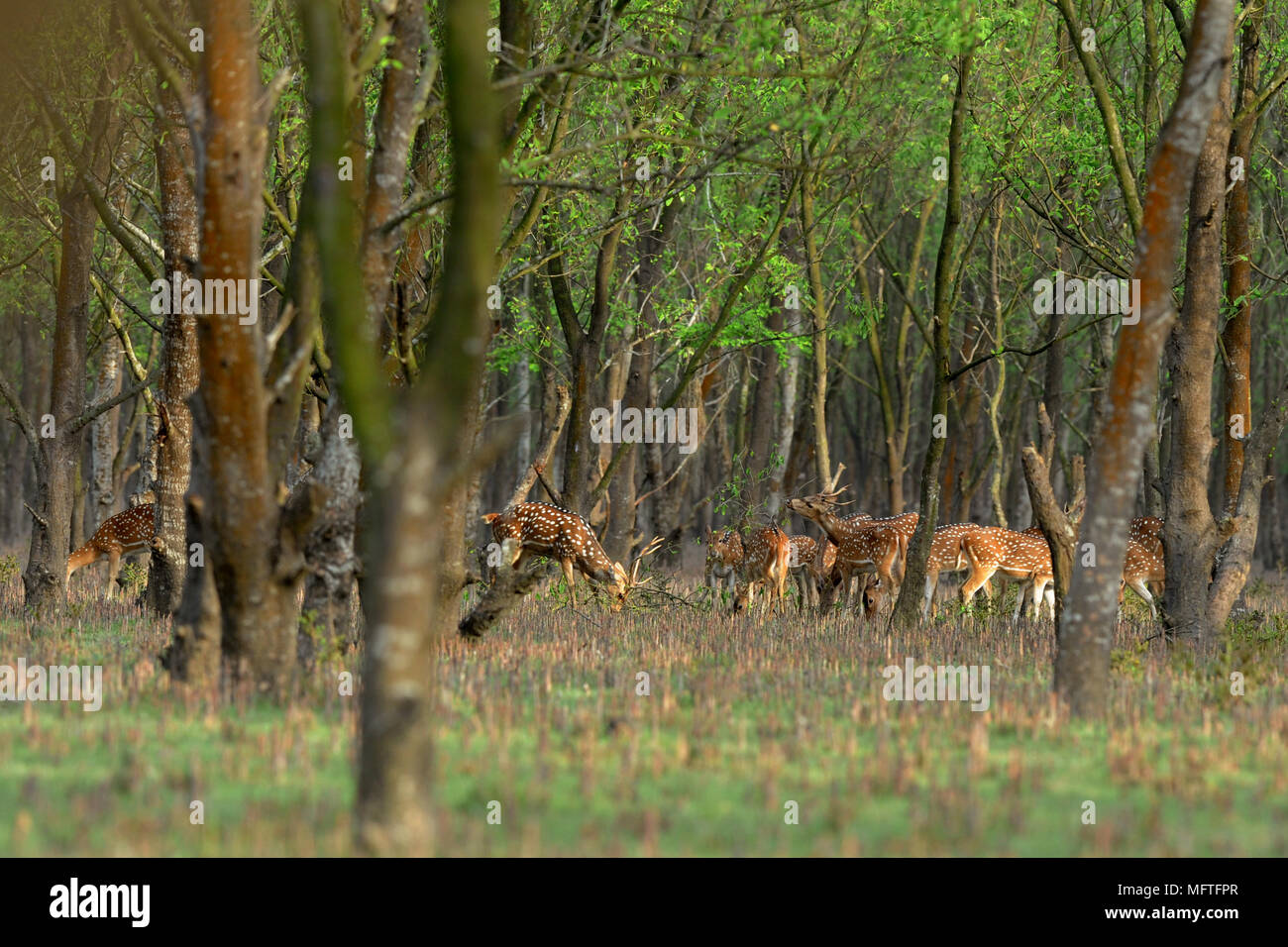 Noakhali, Bangladesh - May 22, 2012: The beautiful Spotted Deer on the ...