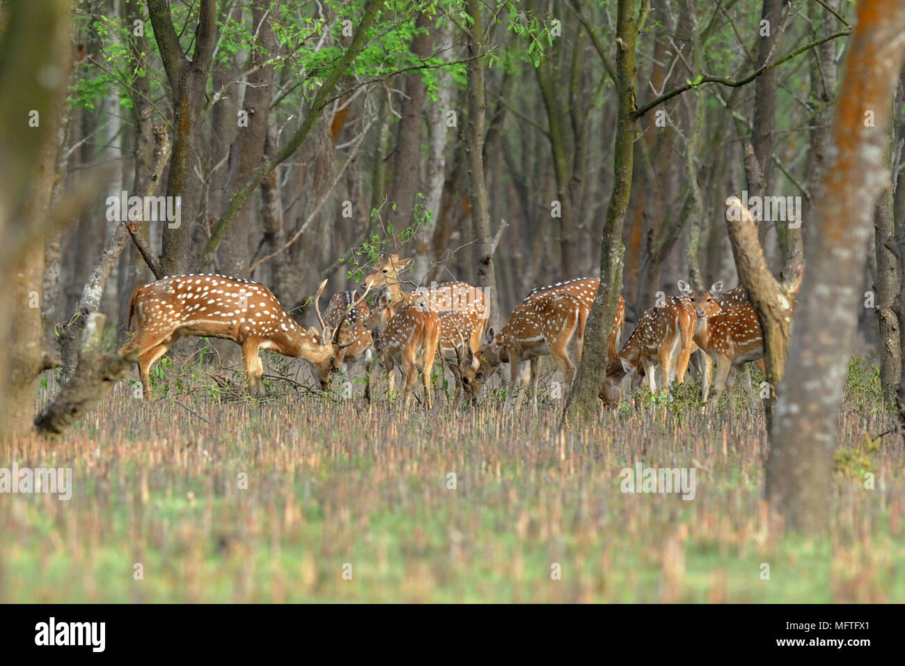 Noakhali, Bangladesh - May 22, 2012: The beautiful Spotted Deer on the ...