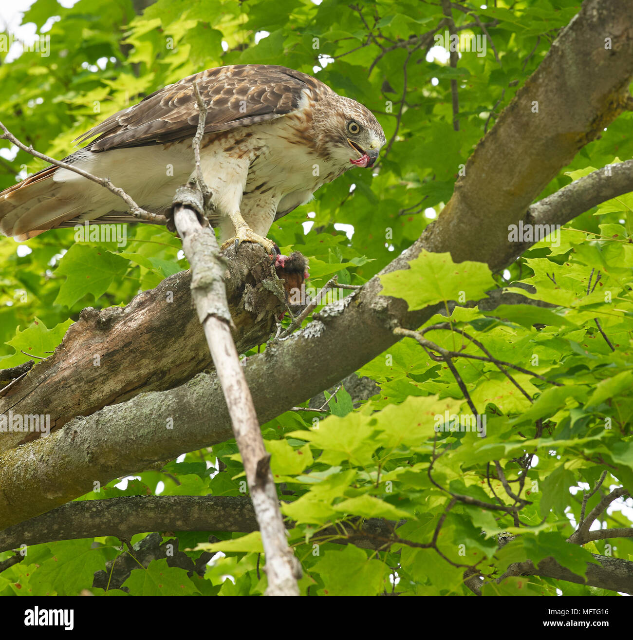 Red-tailed Hawk eating prey in tree branches Stock Photo - Alamy