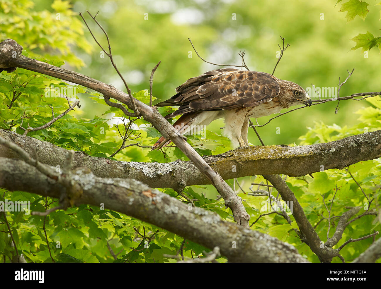 Red-tailed Hawk eating prey in tree branches Stock Photo - Alamy