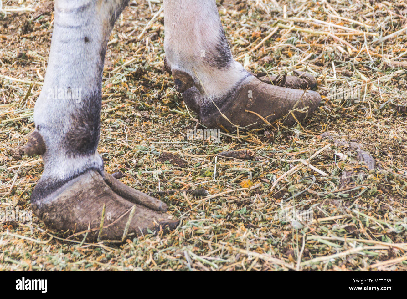 photograph of the front hooves of an animal lying in the grass Stock ...