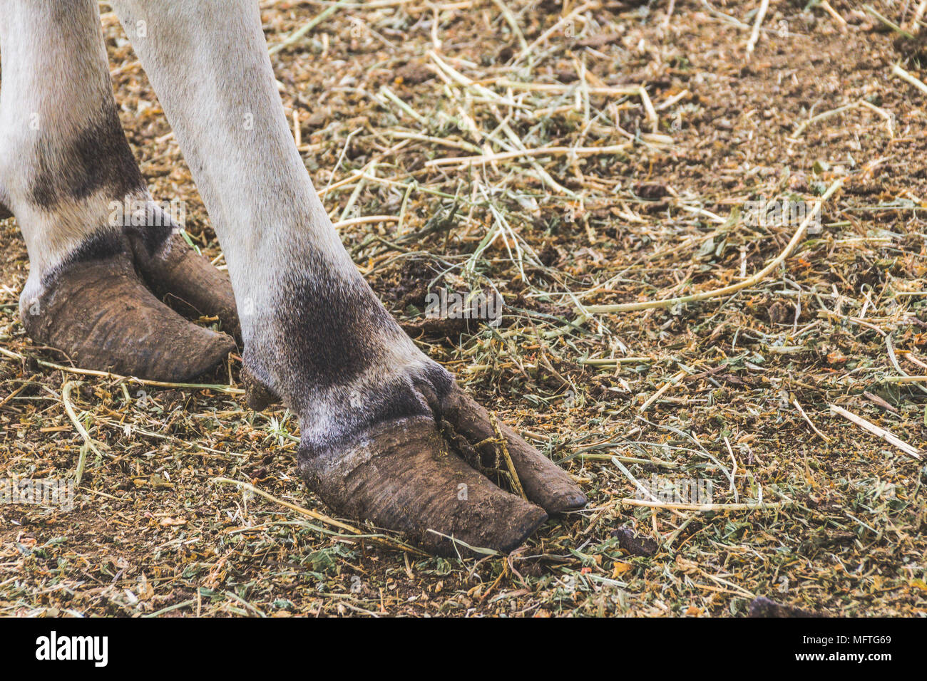 Front hooves hi-res stock photography and images - Alamy