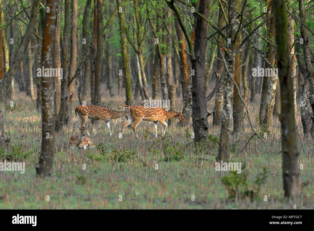Nijhum Dwip Bangladesh High Resolution Stock Photography and Images - Alamy
