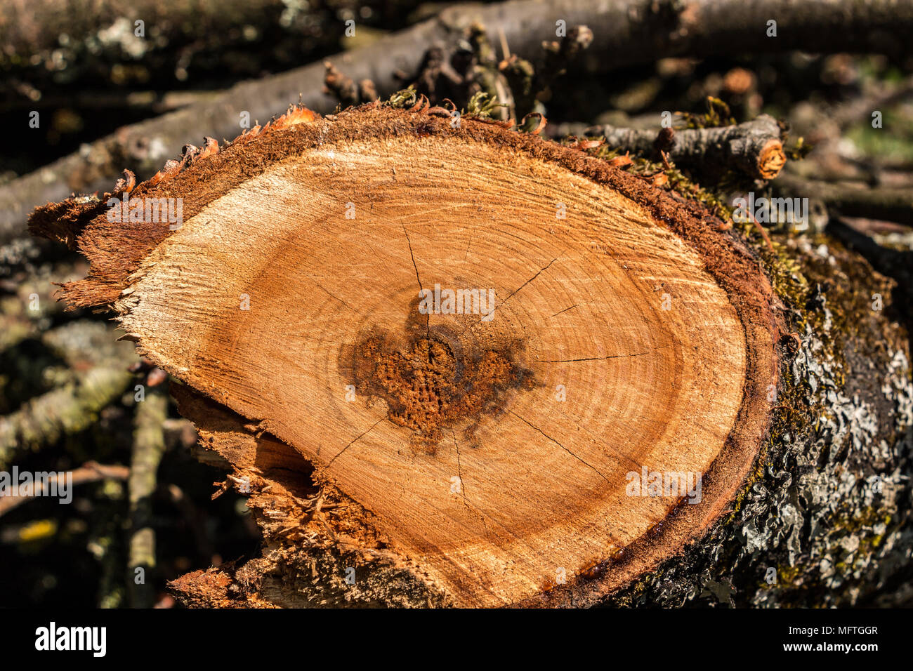 Sawed wood hi-res stock photography and images - Alamy