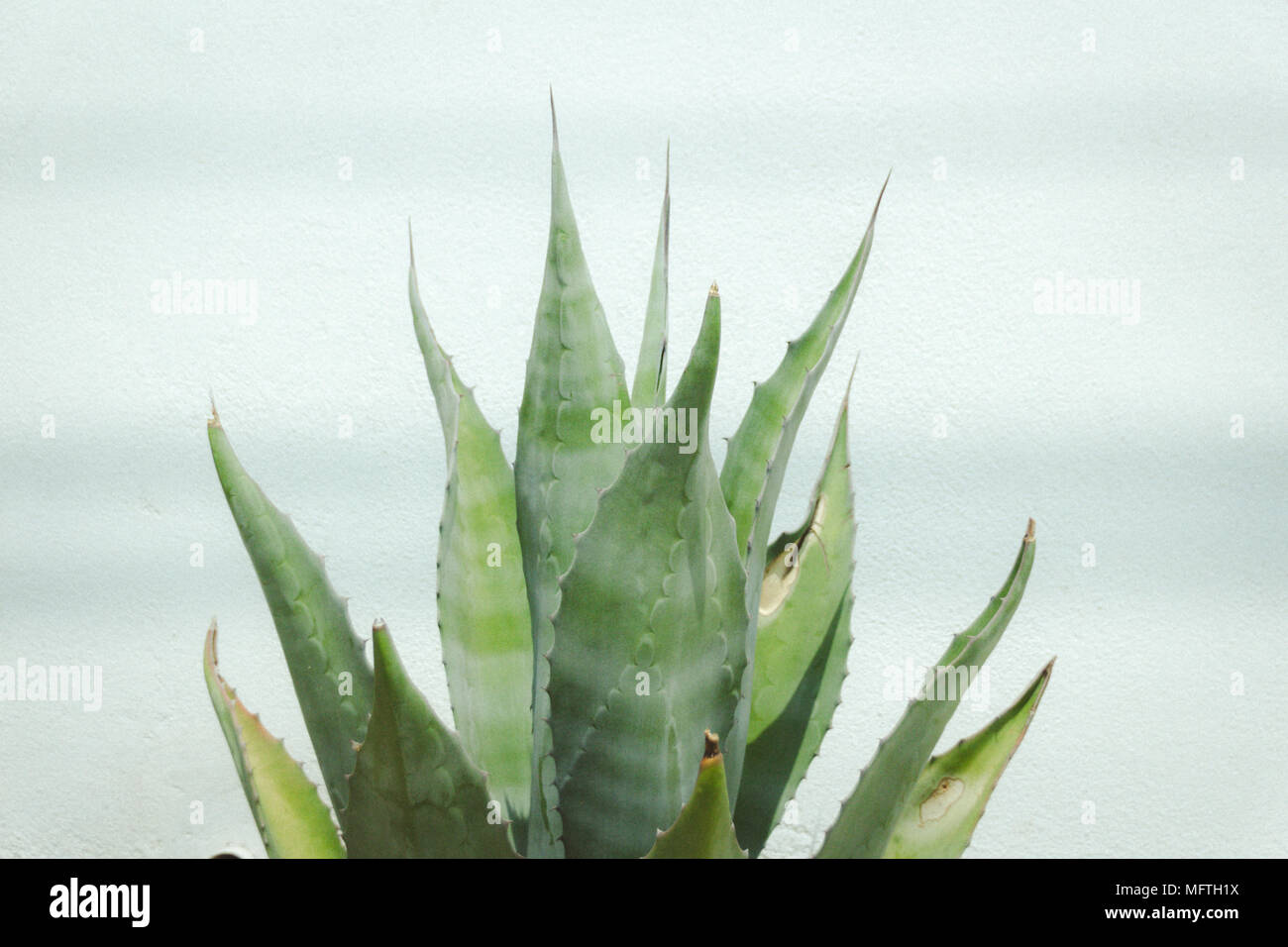 photograph of a sabila plant in white background Stock Photo - Alamy