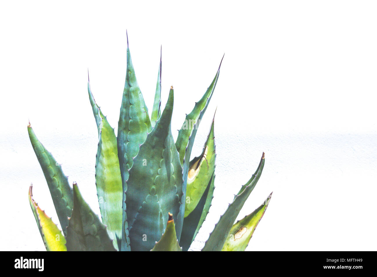 photograph of a sabila plant in white background Stock Photo - Alamy