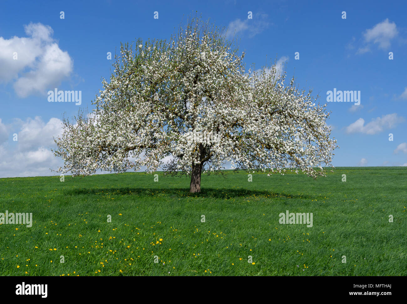 Beautiful blossoming apple tree on hi-res stock photography and images ...