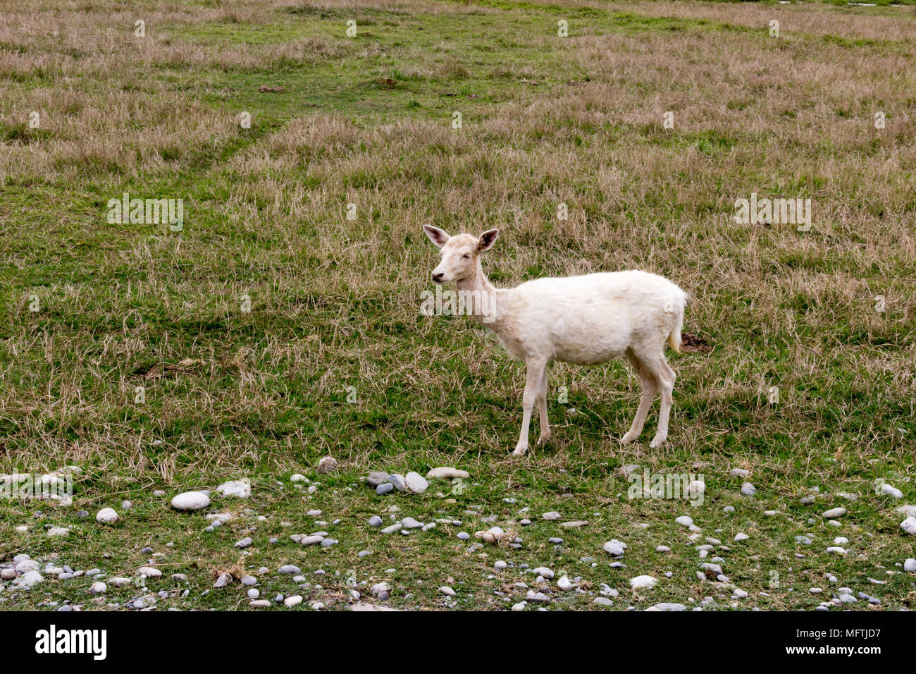 Little deer hi-res stock photography and images - Alamy
