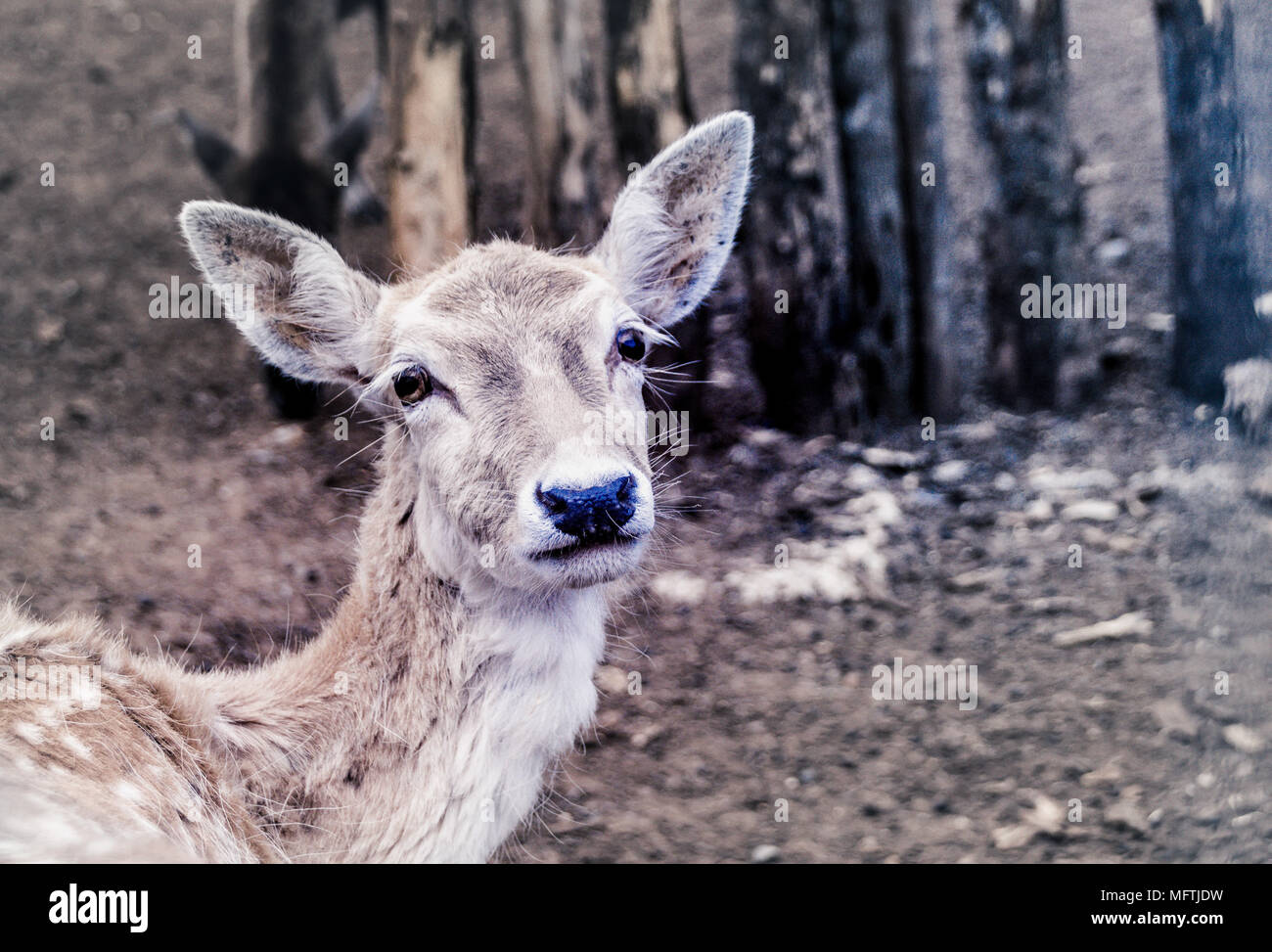 Photograph of a young female dear in forest Stock Photo - Alamy