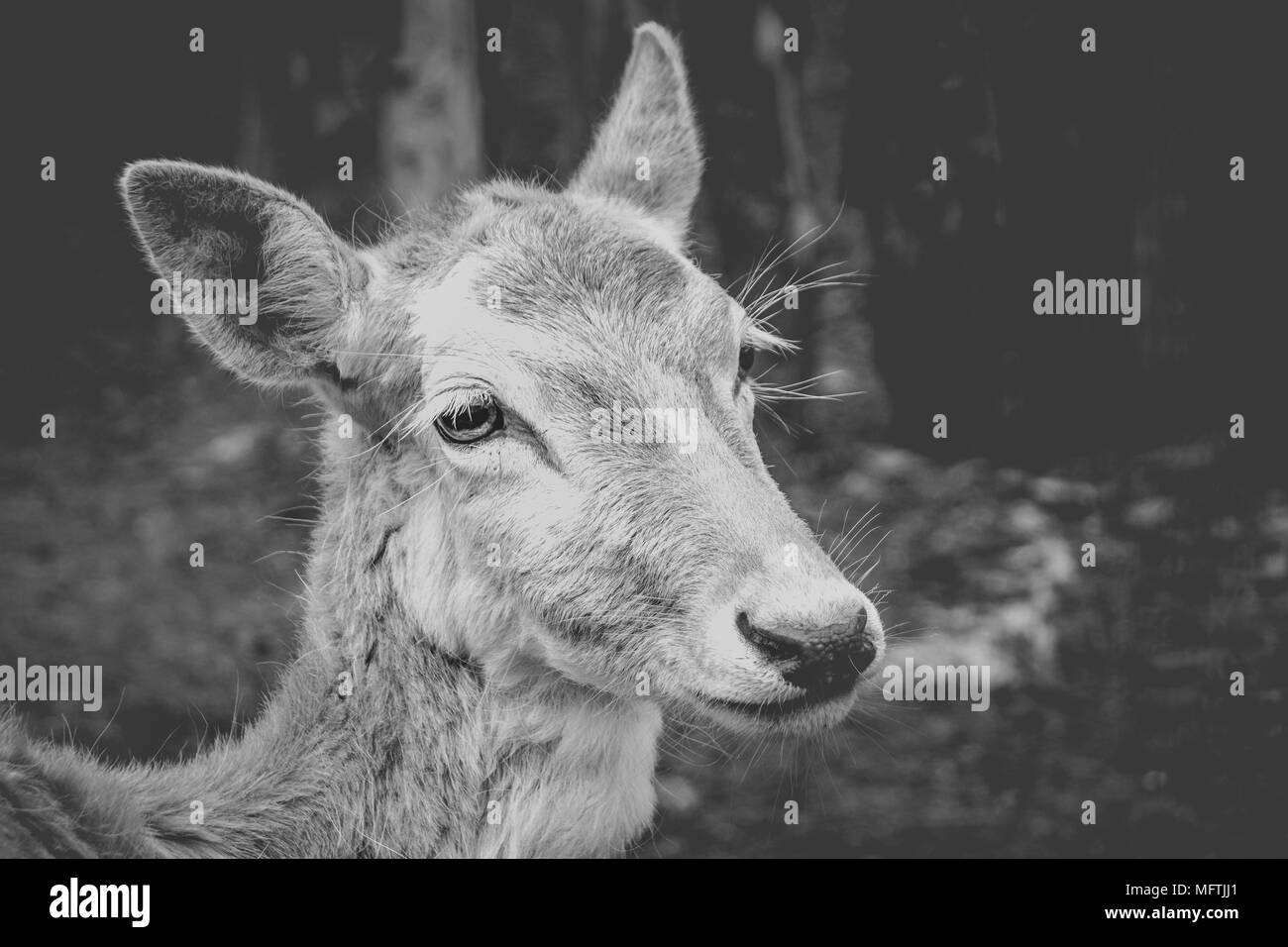 Photograph of a young female dear in forest Stock Photo - Alamy