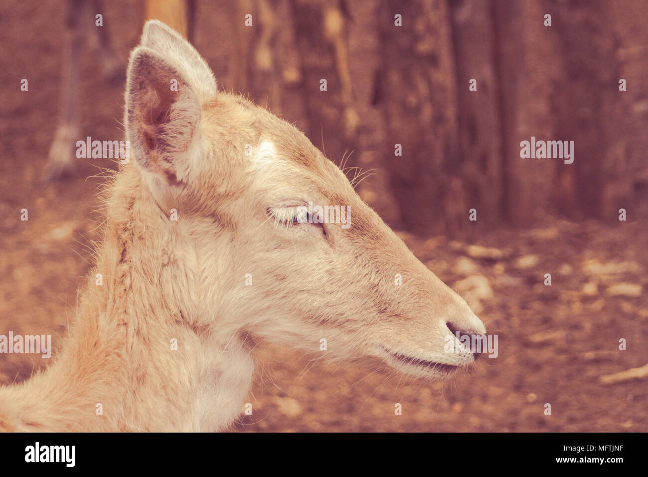 Photograph of a young female dear in forest Stock Photo - Alamy