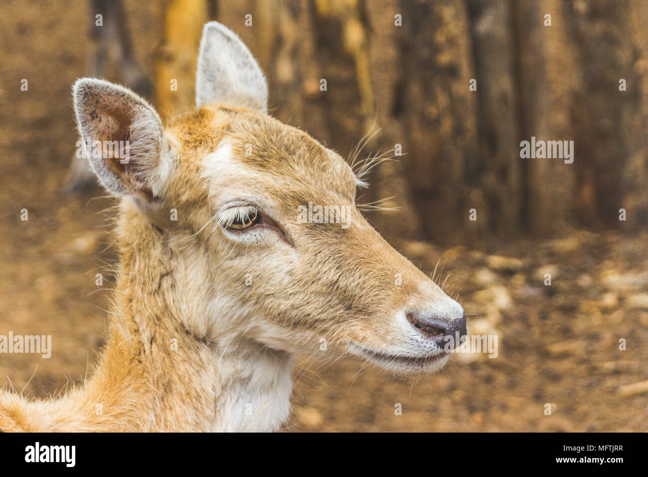 Photograph of a young female dear in forest Stock Photo - Alamy