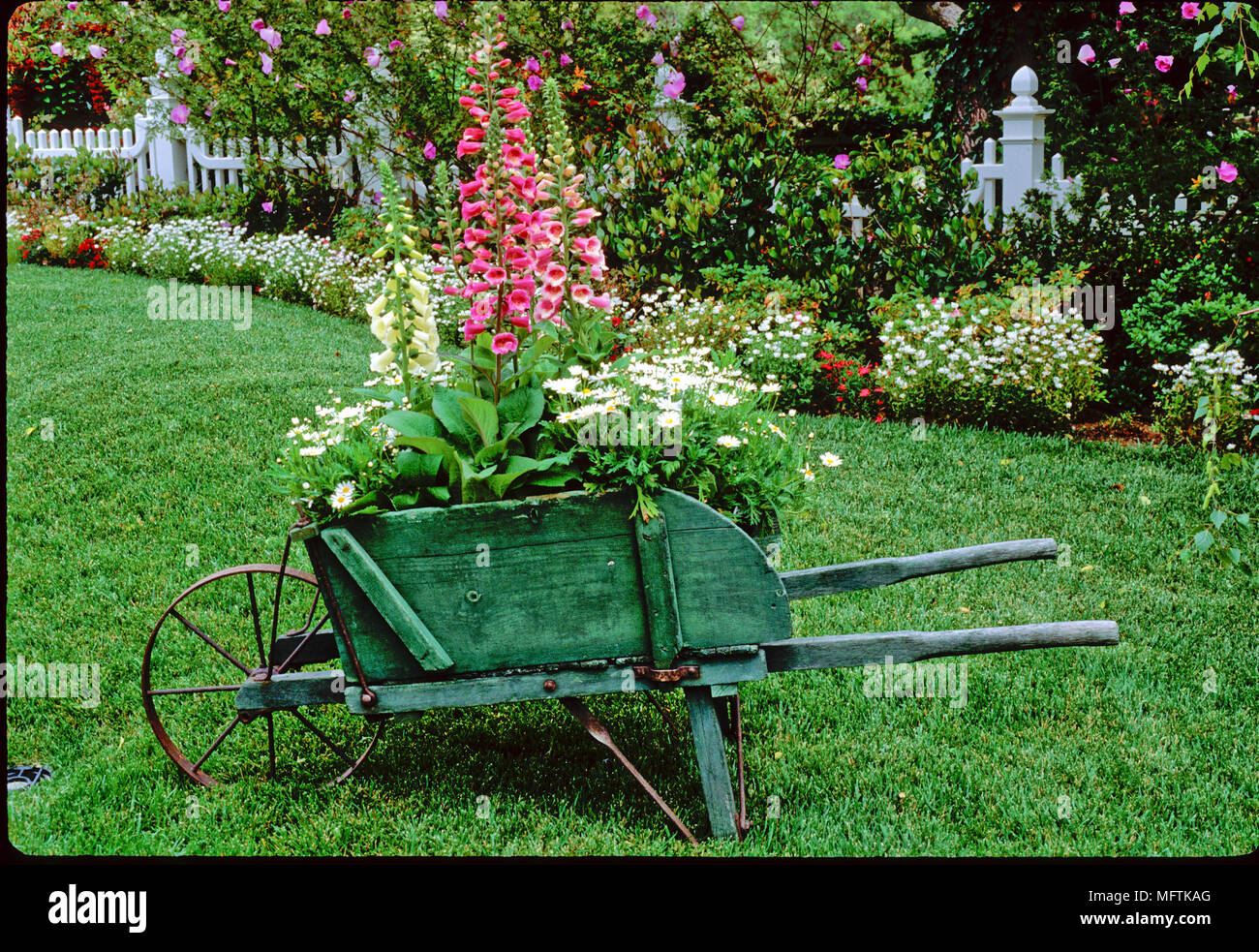 Digitalis purpurea and Daisy planted in old wheelbarrow on lawn Stock ...