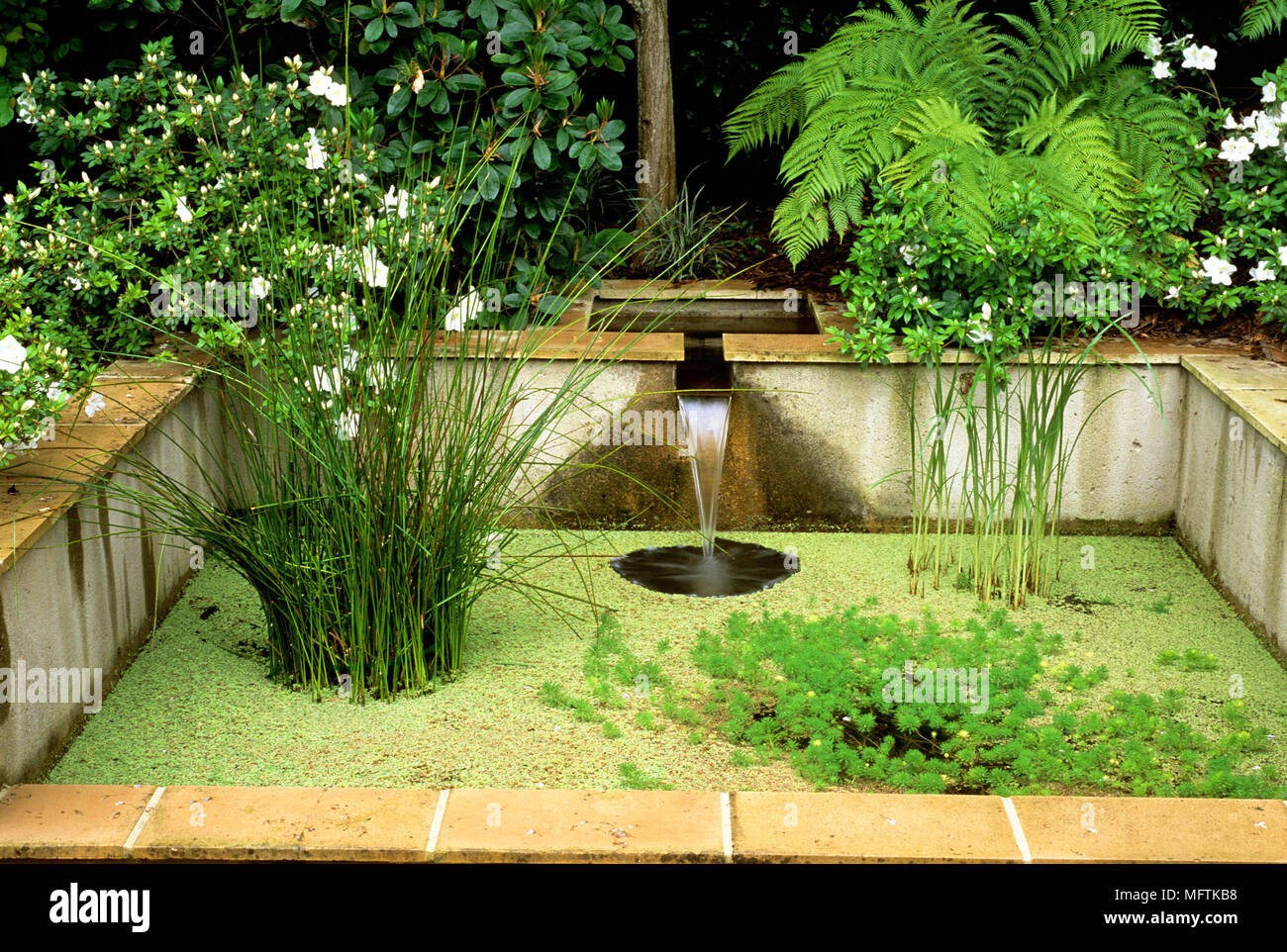 Square pond with a planting of Juncus Stock Photo - Alamy