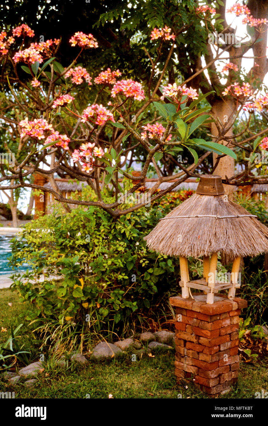 Thatched bird house next to a planting of Plumeria rubra Stock Photo ...